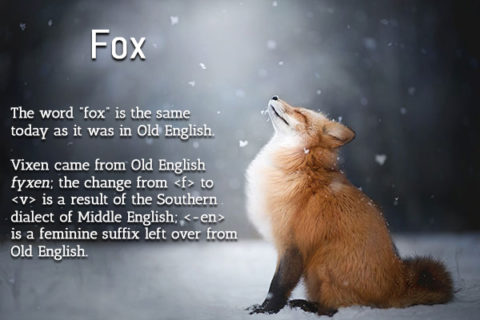 Home - Reading Beast